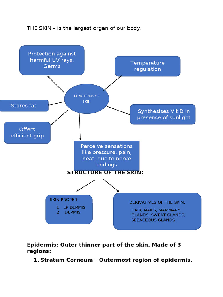 THE_SKIN__1__1729750534 | PDF | Skin | Epidermis
