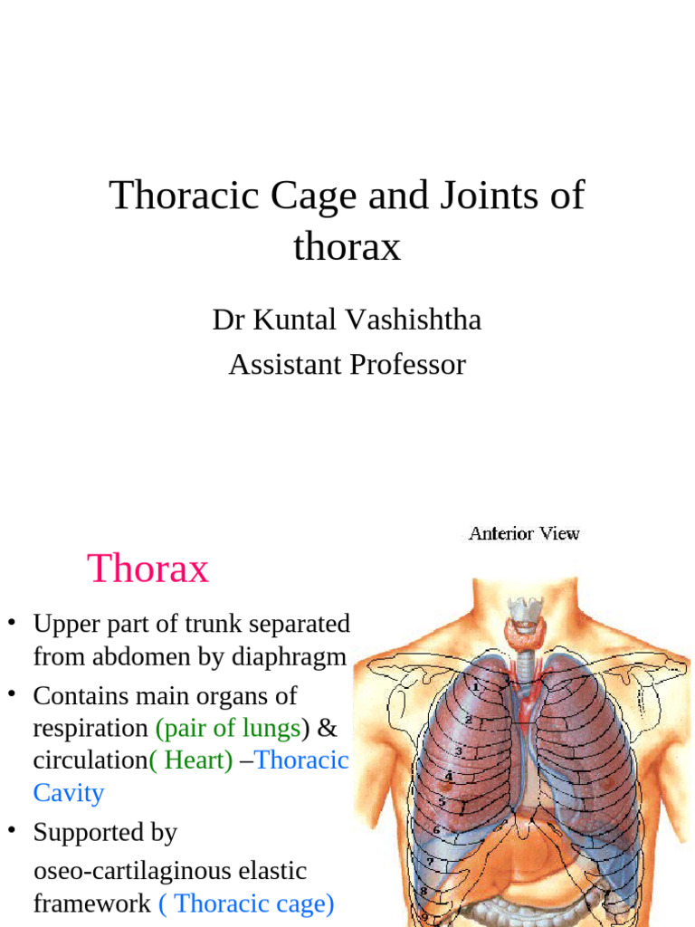 Thoracic Cage and Joint Anatomy Overview | PDF | Thorax | Vertebra