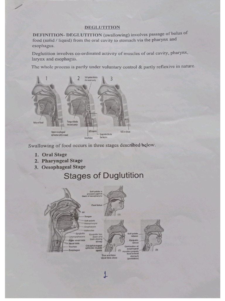 Deglutition | PDF