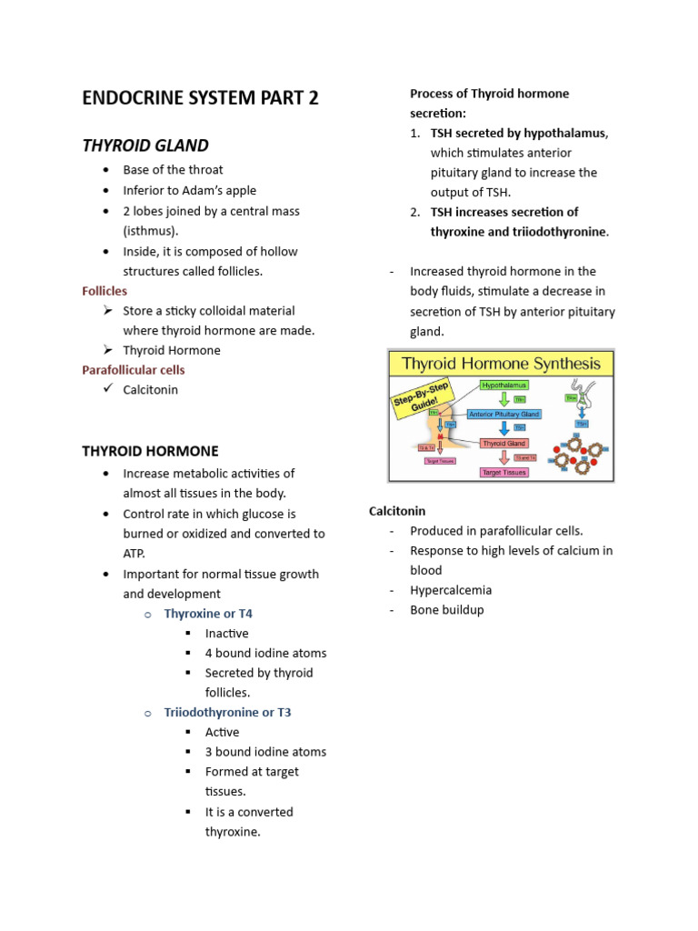 Endocrine System Notes Part 2 | PDF | Thyroid | Adrenal Gland