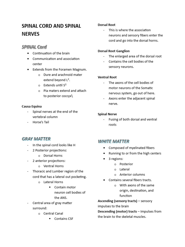 SPINAL CORD AND SPINAL NERVES Notes | PDF | Spinal Cord | Human Leg