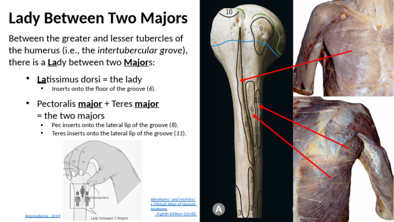 Practical 8 - Lady Between Two Majors FINAL | PDF