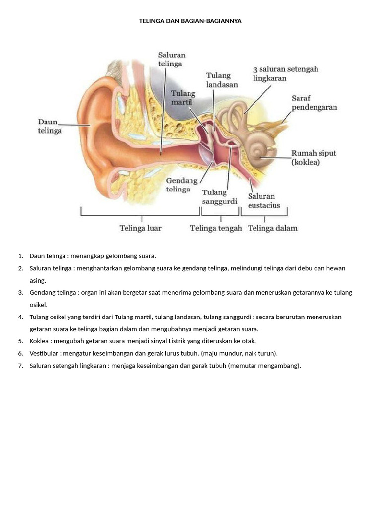 Struktur dan Fungsi Telinga Manusia | PDF
