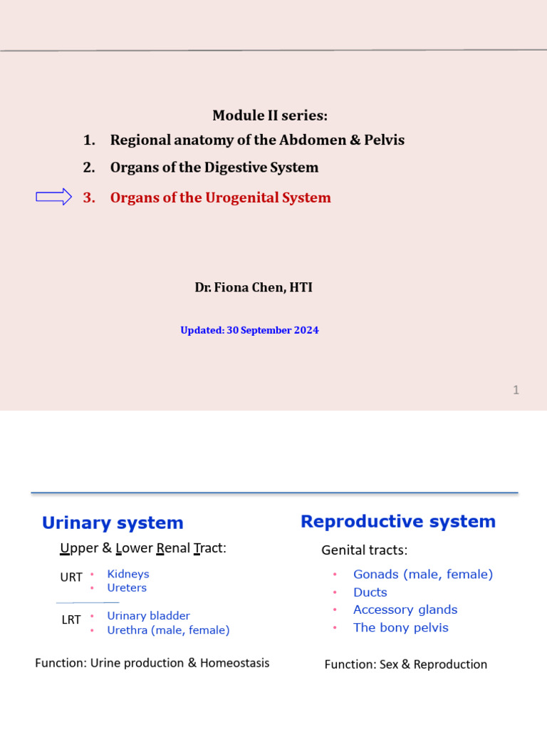2024 Module 2-3 Urogenital System 0925 | PDF | Uterus | Kidney