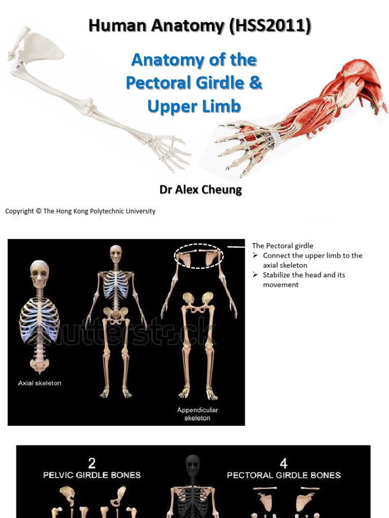 W11 - Upper Limb - 2024 - CKK - Upload | PDF | Anatomical Terms Of ...