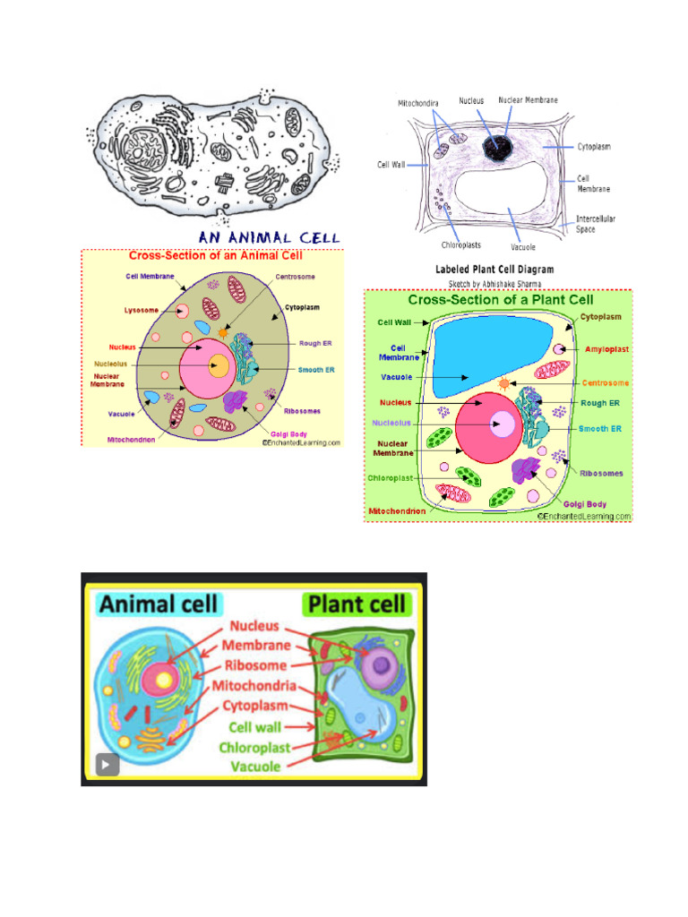 Animal Vs Plant Cells | PDF | Science & Mathematics