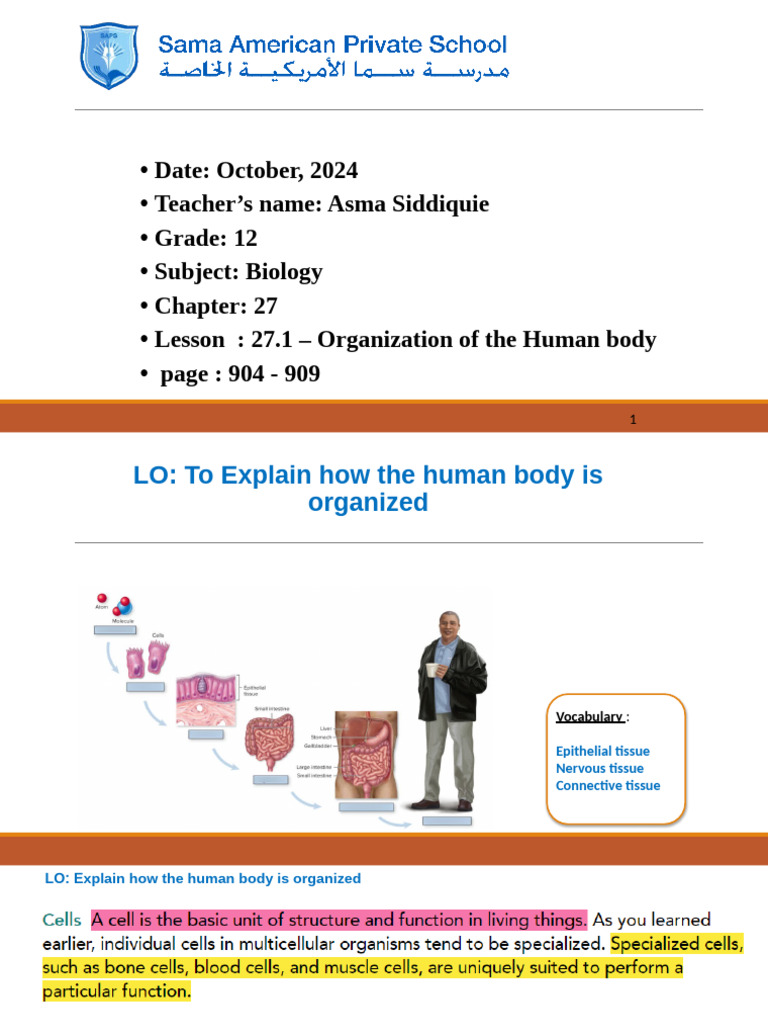 Human Body Organization and Homeostasis | PDF | Glucose | Homeostasis