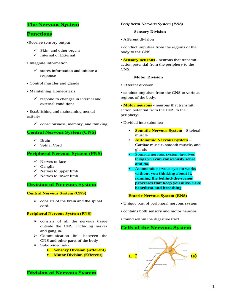 Anaphy-Reviewer | PDF | Lymphatic System | Nervous System