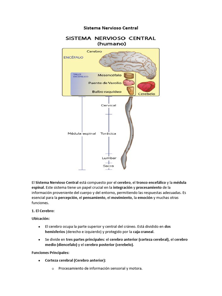 Funciones y Patologías del SNC | PDF | Cerebro | Sistema nervioso central