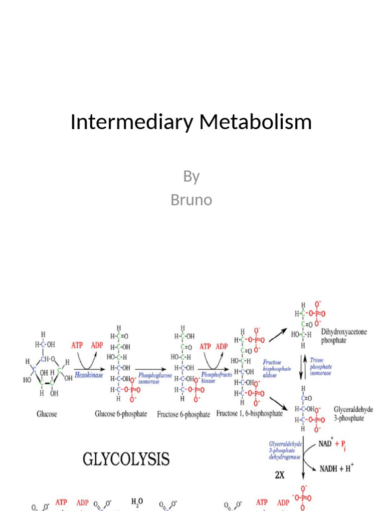 Intermediary Metabolism-1 | PDF | Glycolysis | Glucose