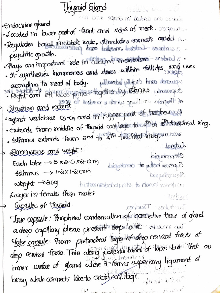 Anatomy Paper 1 | PDF