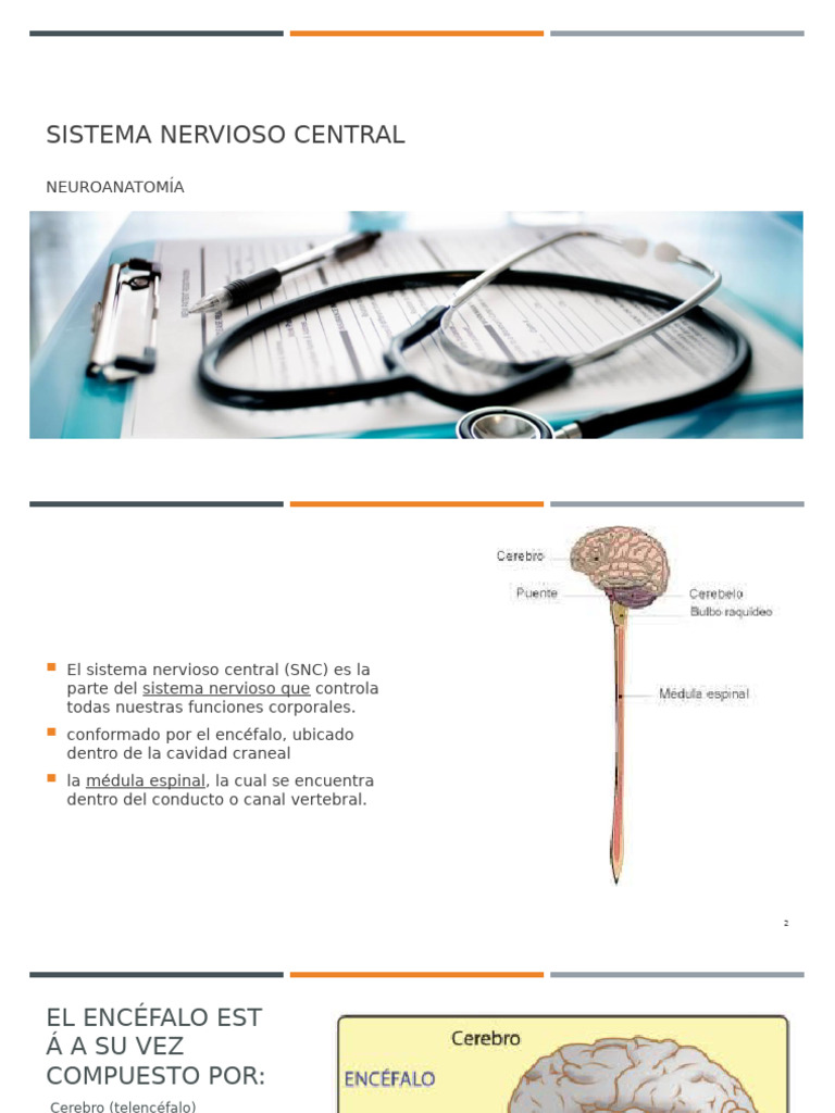 Estructura y Función del SNC | PDF | Corteza cerebral | Cerebro
