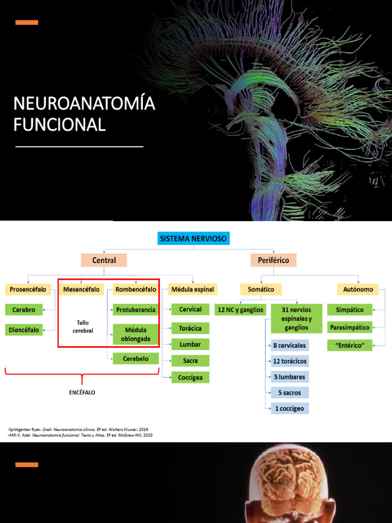 Neuroanatomía | PDF | Cerebelo | Anatomía humana