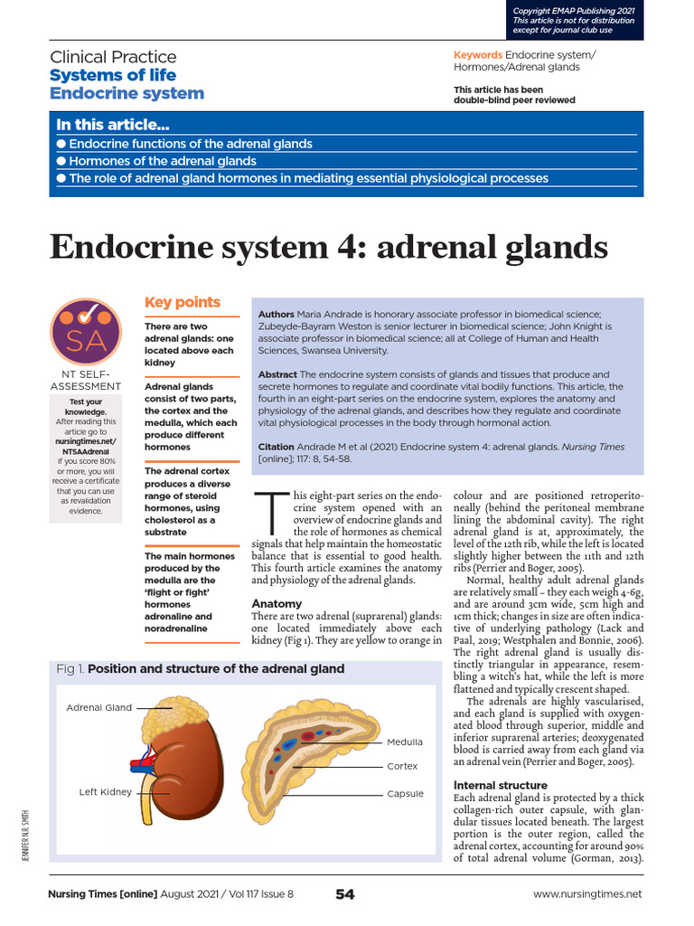 Endocrine System 4 Adrenal Glands1 | PDF | Adrenal Gland | Angiotensin