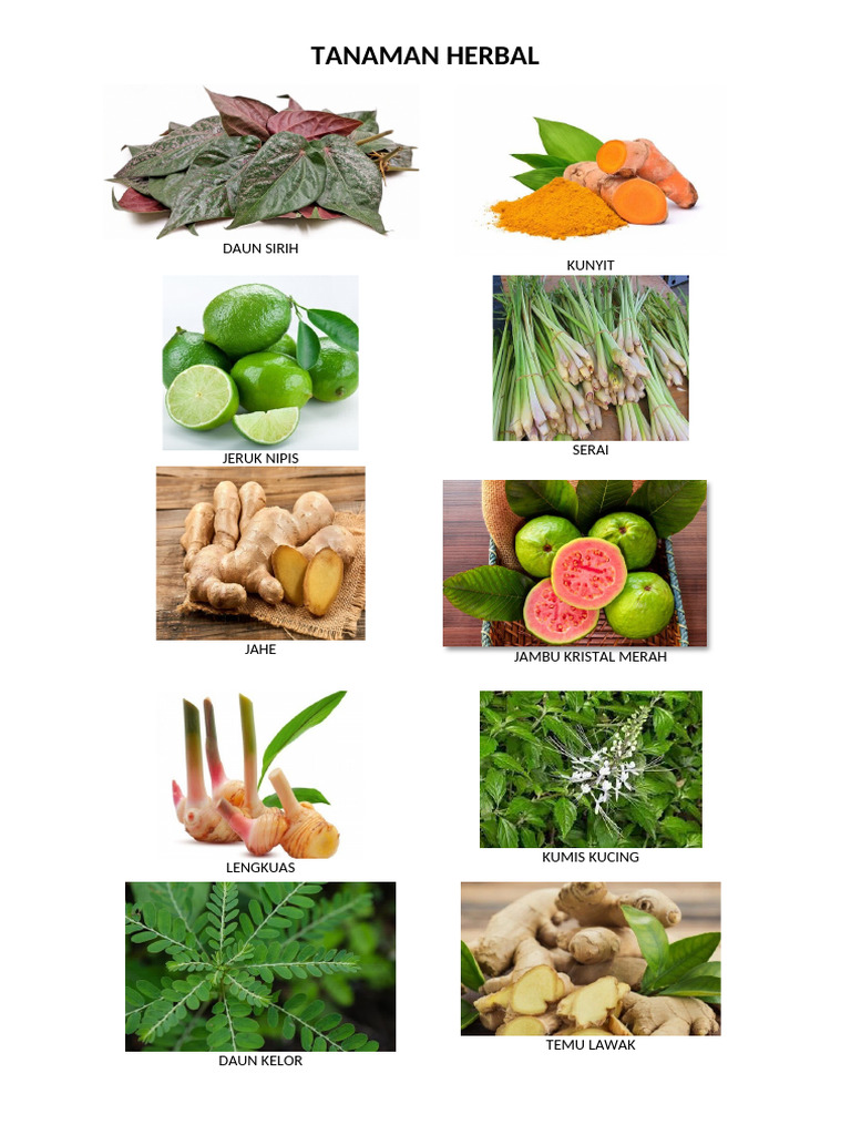 Tanaman Herbal | PDF