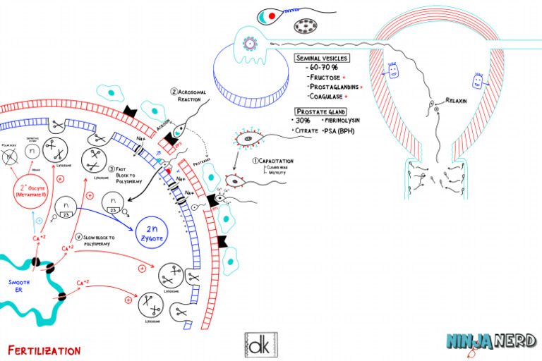 Embryology) 01 Reproductive - System-Fertilization - Key | PDF