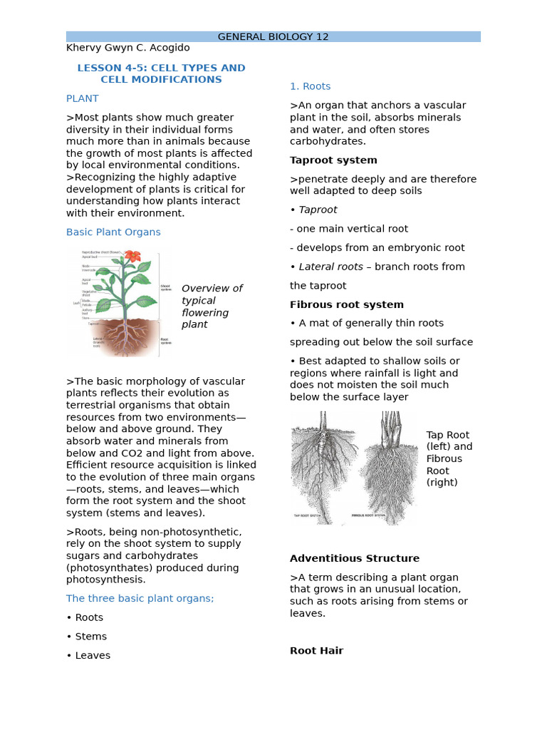 LESSON 4 - Cell Types and Cell Modifications | PDF | Leaf | Tissue ...