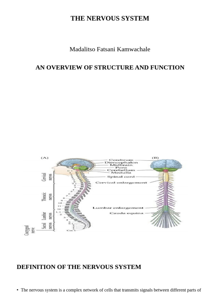 Nervous System Structure & Function | PDF | Nervous System | Central Nervous System