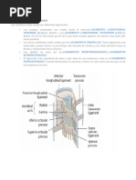 Articulaciones y Ligamentos de La Columna Vertebral | PDF