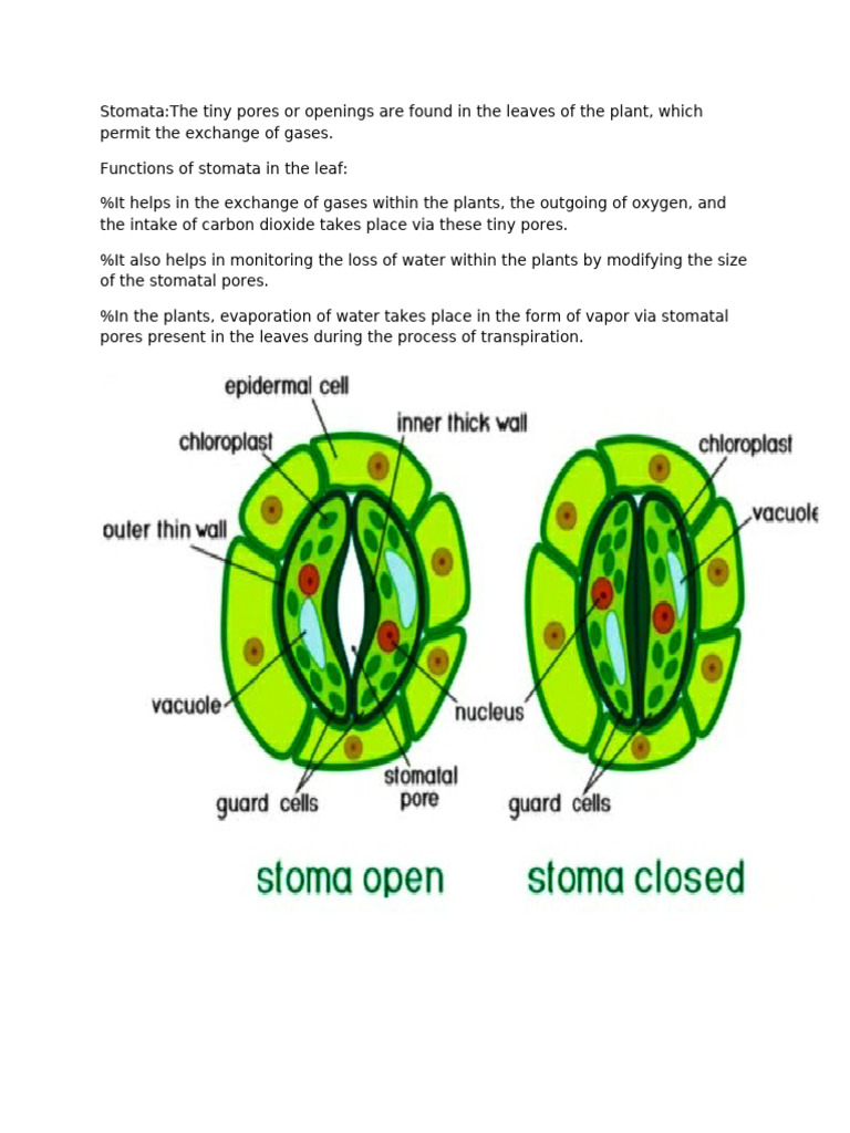 Stomatal Cell | PDF | Science & Mathematics