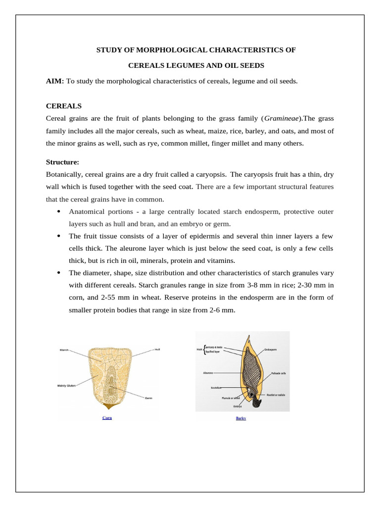 Exp 1 Morphological Characteristics | PDF | Seed | Cereals