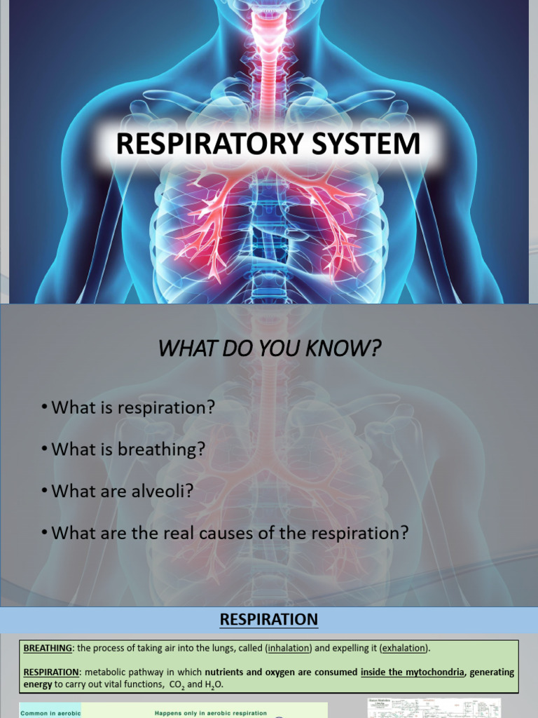 Unit 3 - Respiratory System | PDF | Respiratory Tract | Respiratory System
