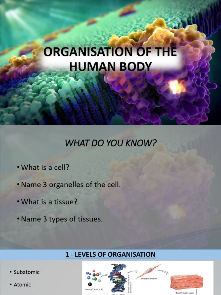 Human Body Organization Overview | PDF | Cell (Biology) | Muscle