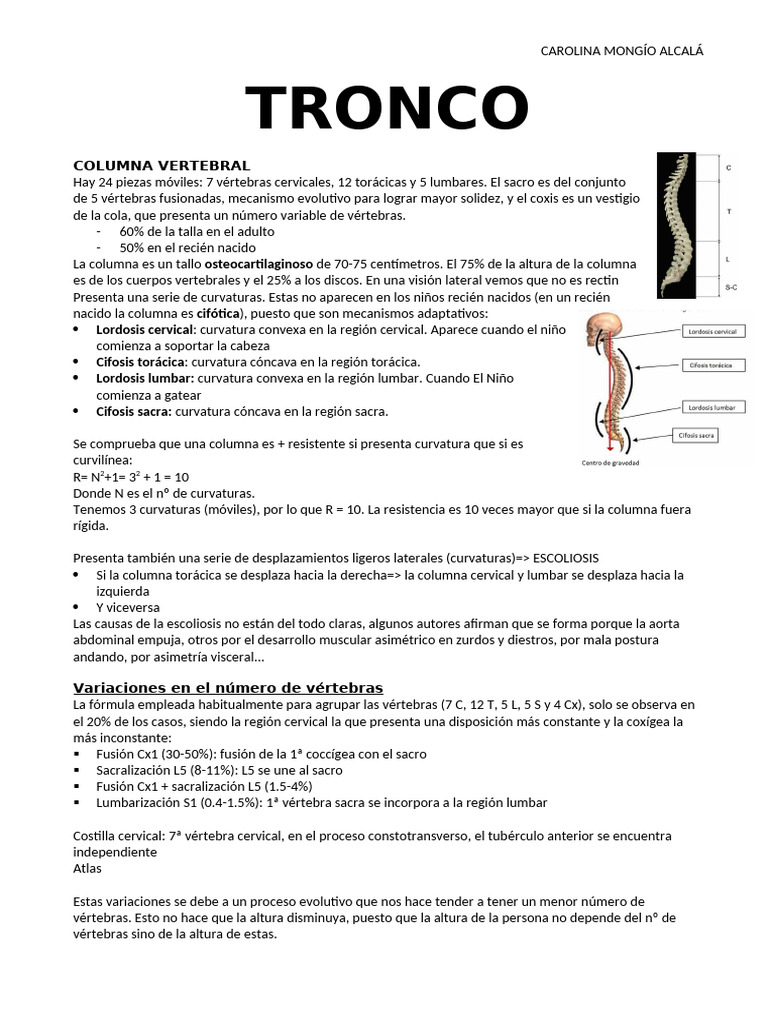 Tronco | PDF | Pelvis | La columna vertebral