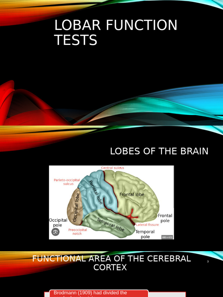 Lobar Function Final | PDF | Perception | Memory