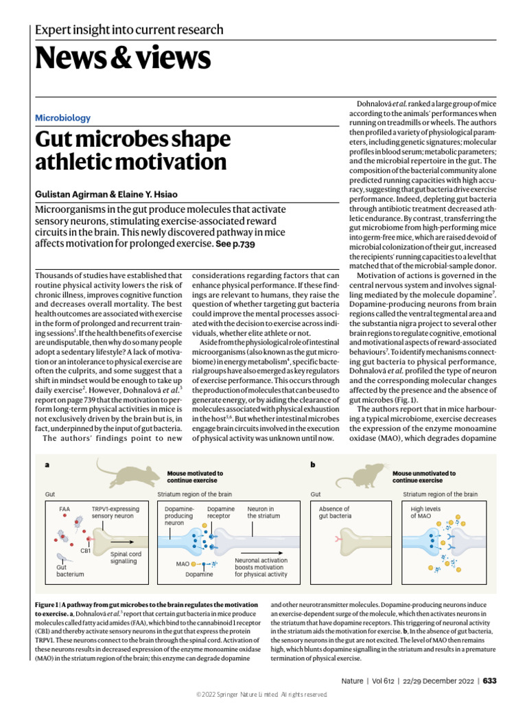 Gut Microbes Shape Athletic Motivation | PDF | Dopamine | Neuron