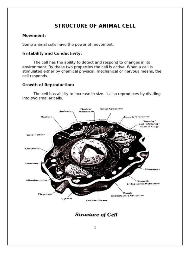 Structure of Animal Cell | PDF | Cell (Biology) | Cell Membrane