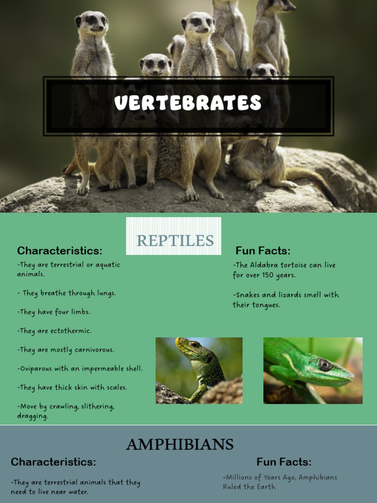 Presentación de Los Vertebrados | PDF | Fish | Amphibian