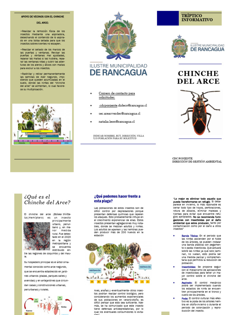 Triptico Chinche Del Arce | PDF | Insectos | Insecticida
