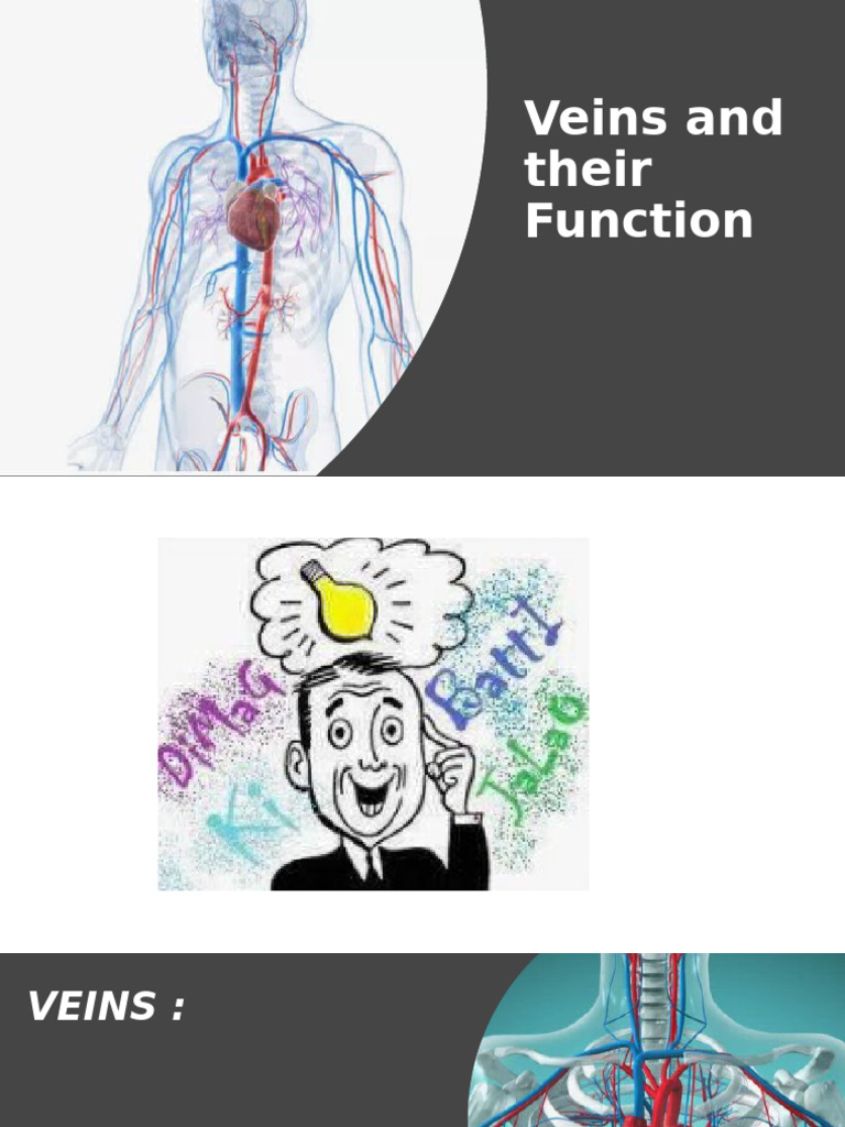 Veins and Their Function | PDF | Vein | Atrium (Heart)