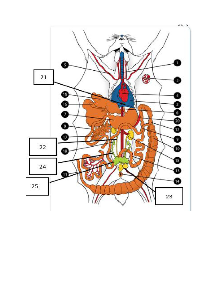 Spartan Method | PDF