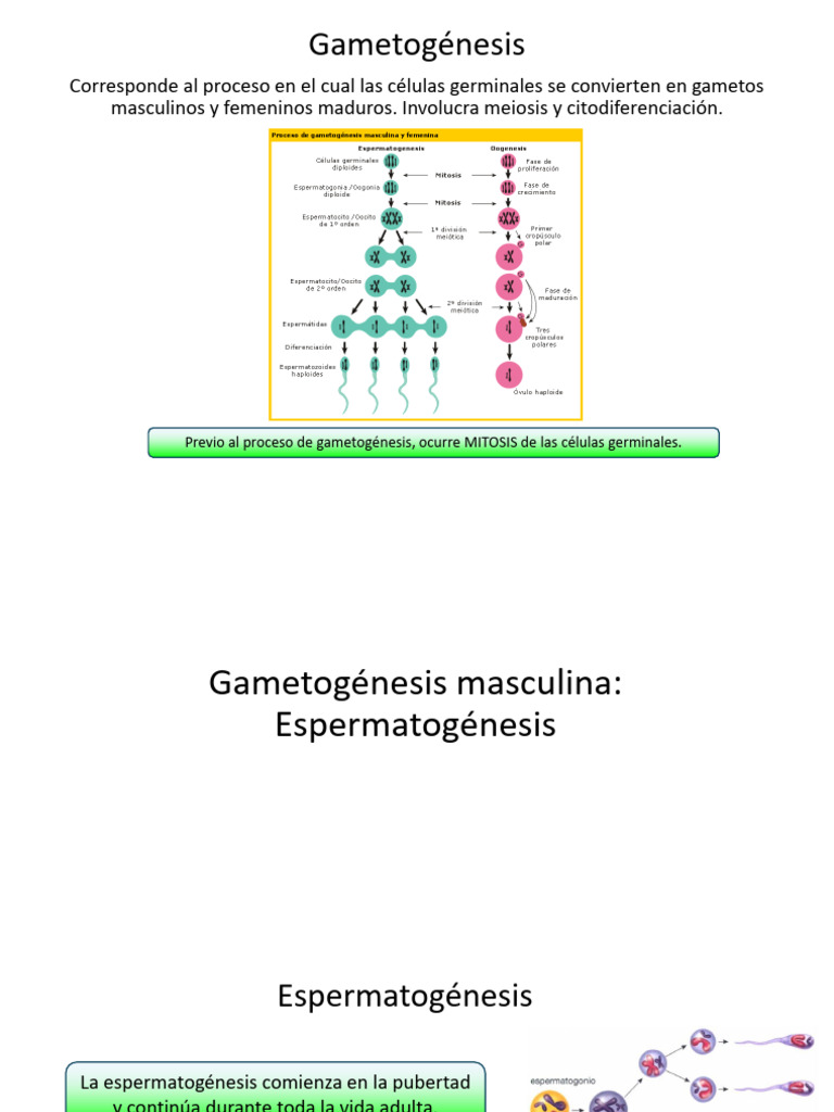 Gametogénesis | PDF