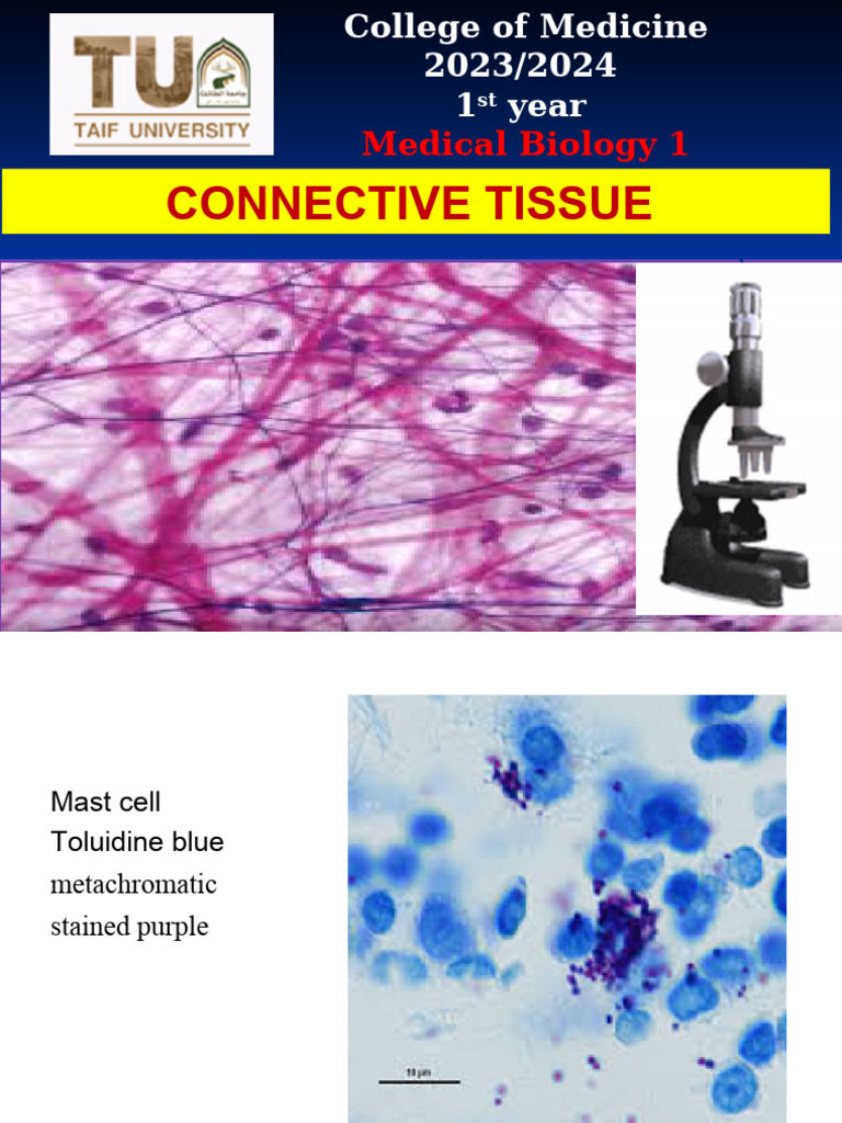 8 - Connective Tissue Lab | PDF
