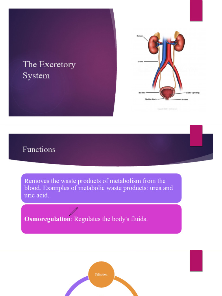 The Excretory System | PDF | Kidney | Urine