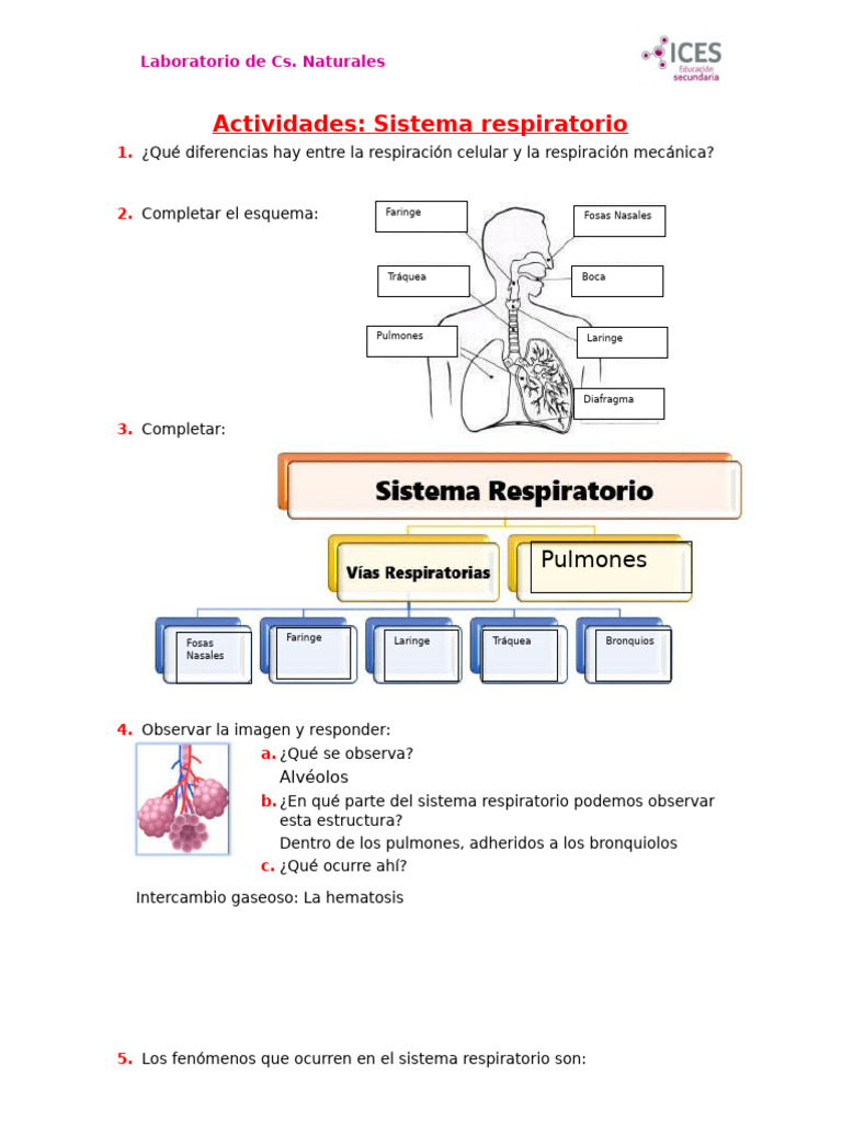 Actividades sobre el Sistema Respiratorio | PDF | Pulmón | Sistema ...