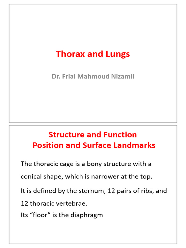 Thorax and Lung Anatomy Overview | PDF | Thorax | Lung