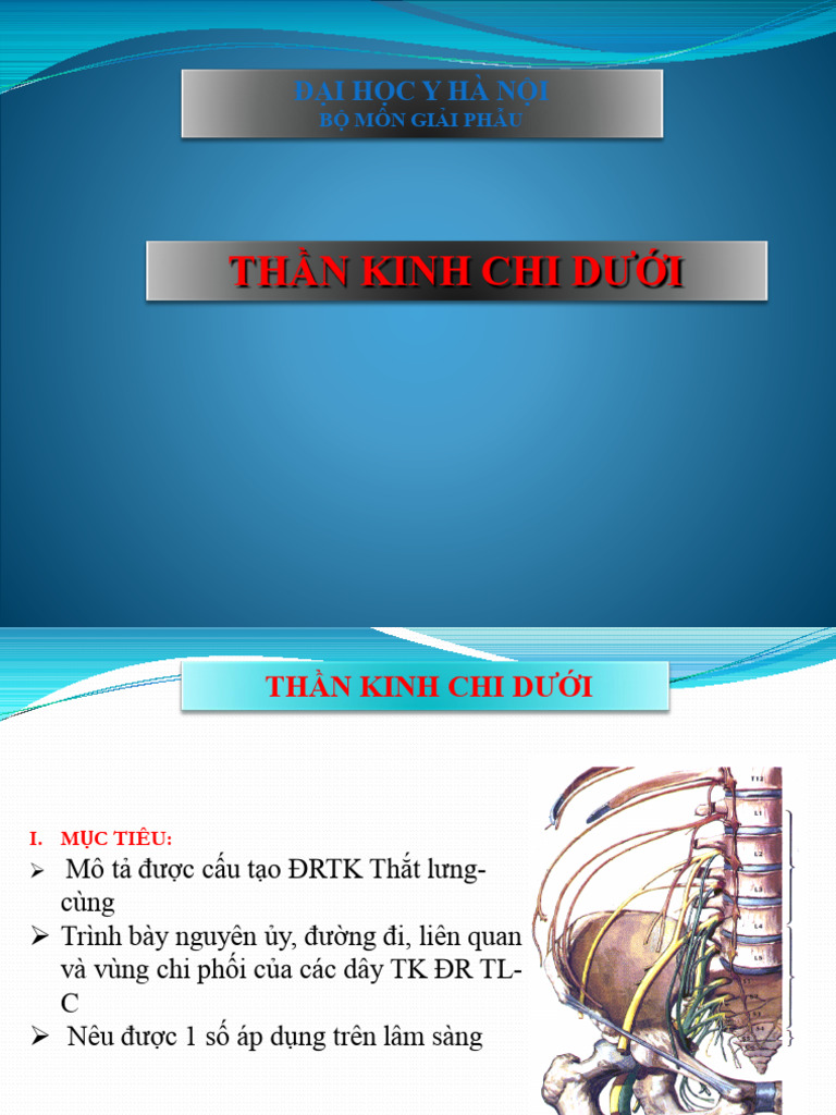 Lec 7 Thần Kinh Chi Dưới PDF | PDF