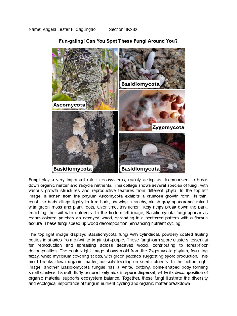 Fungi Diversity and Ecological Roles | PDF | Science & Mathematics