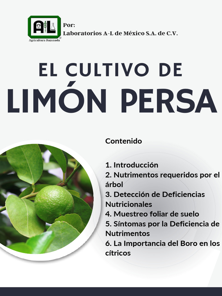 Cultivo y Nutrientes del Limón Persa | PDF | Nutrientes | Arboles