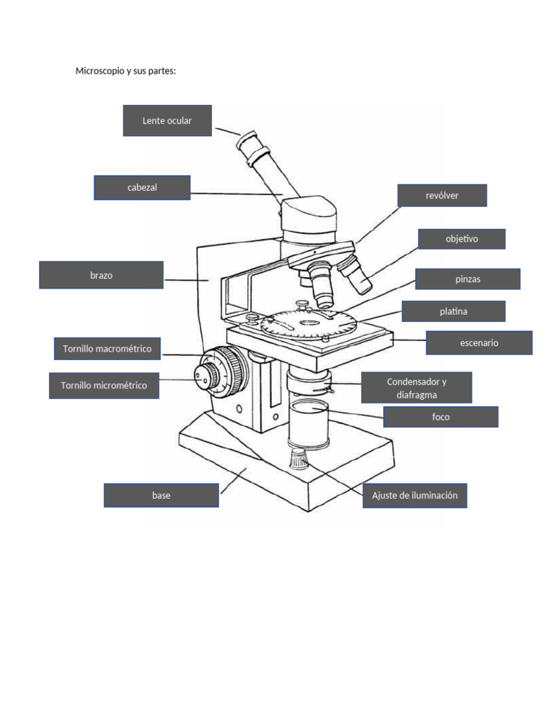 Partes del microscopio de laboratorio | PDF | Tecnología