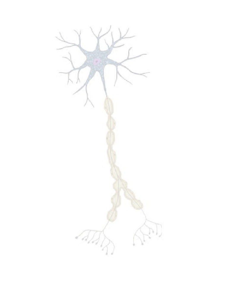 Neuron | PDF