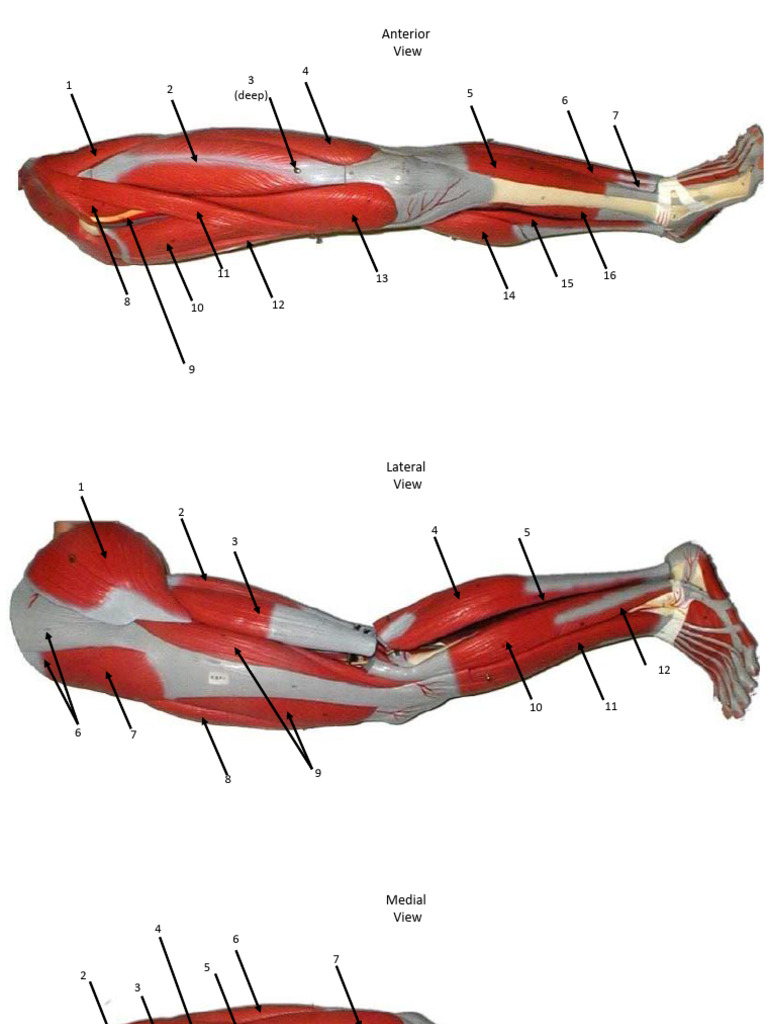 Review Practical 4 - Muscles of Leg | PDF