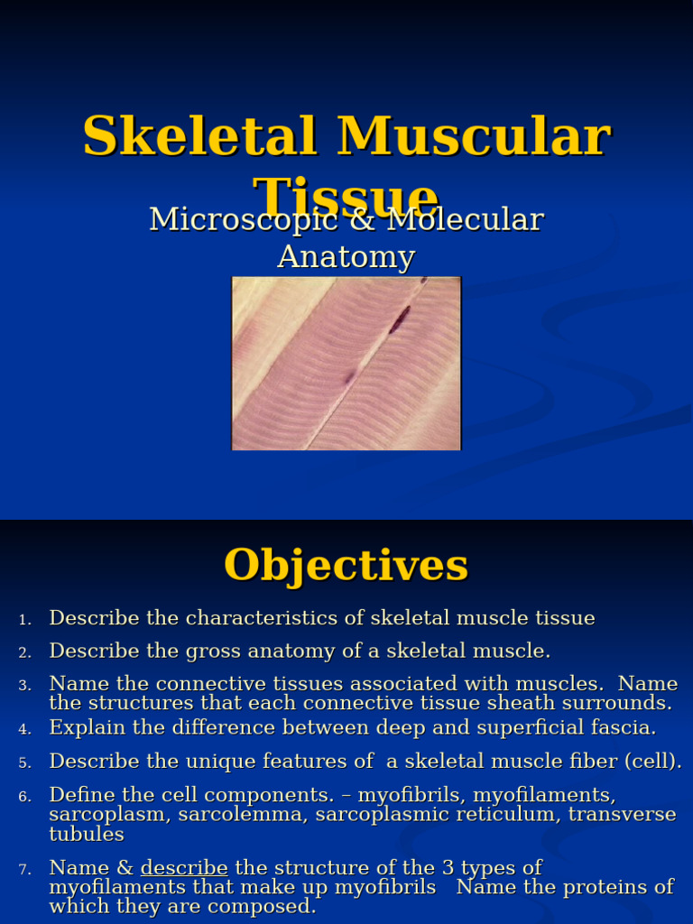 Skeletal Muscle Tissue Anatomy Guide | PDF | Muscle Contraction ...