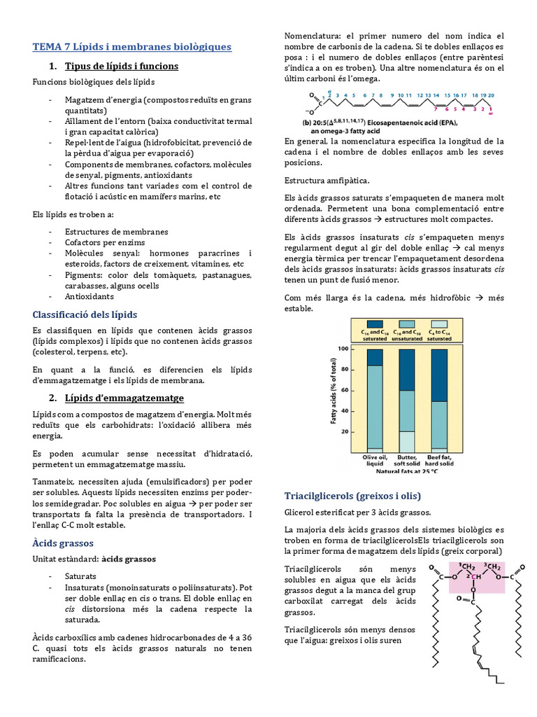 Tema 7 Efbm Apunts | PDF