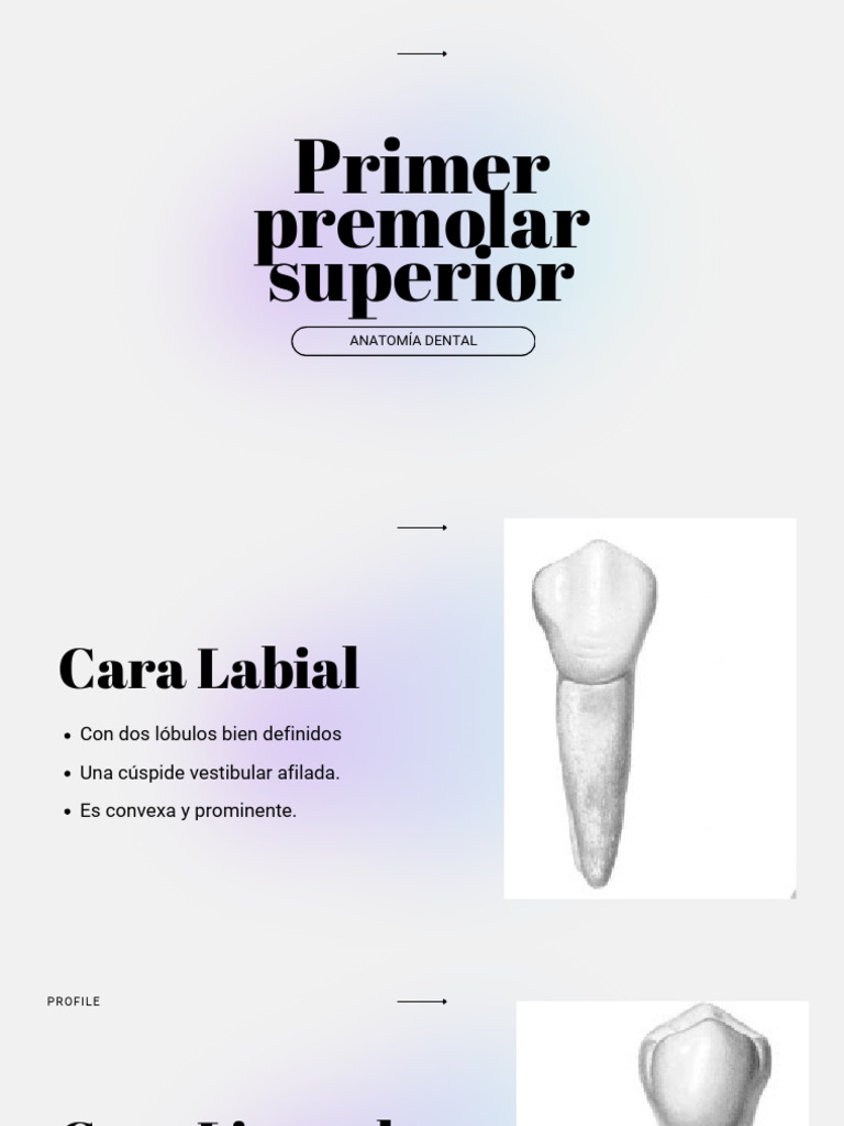 Primer Premolar Superior | PDF | Diente | Anatomia dental
