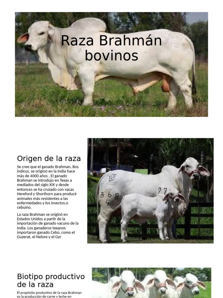 Origen y características de la raza Brahman | PDF | Vacas | Ganado